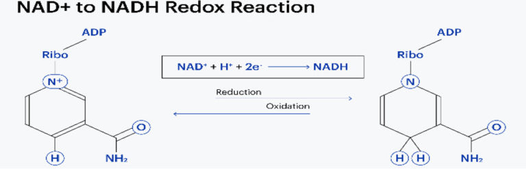 NAD IV Therapy | NatureMed Clinic